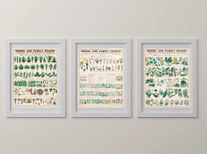 Plant Anatomy Botanical Posters Set of 3 | Botanical Wall Chart ...