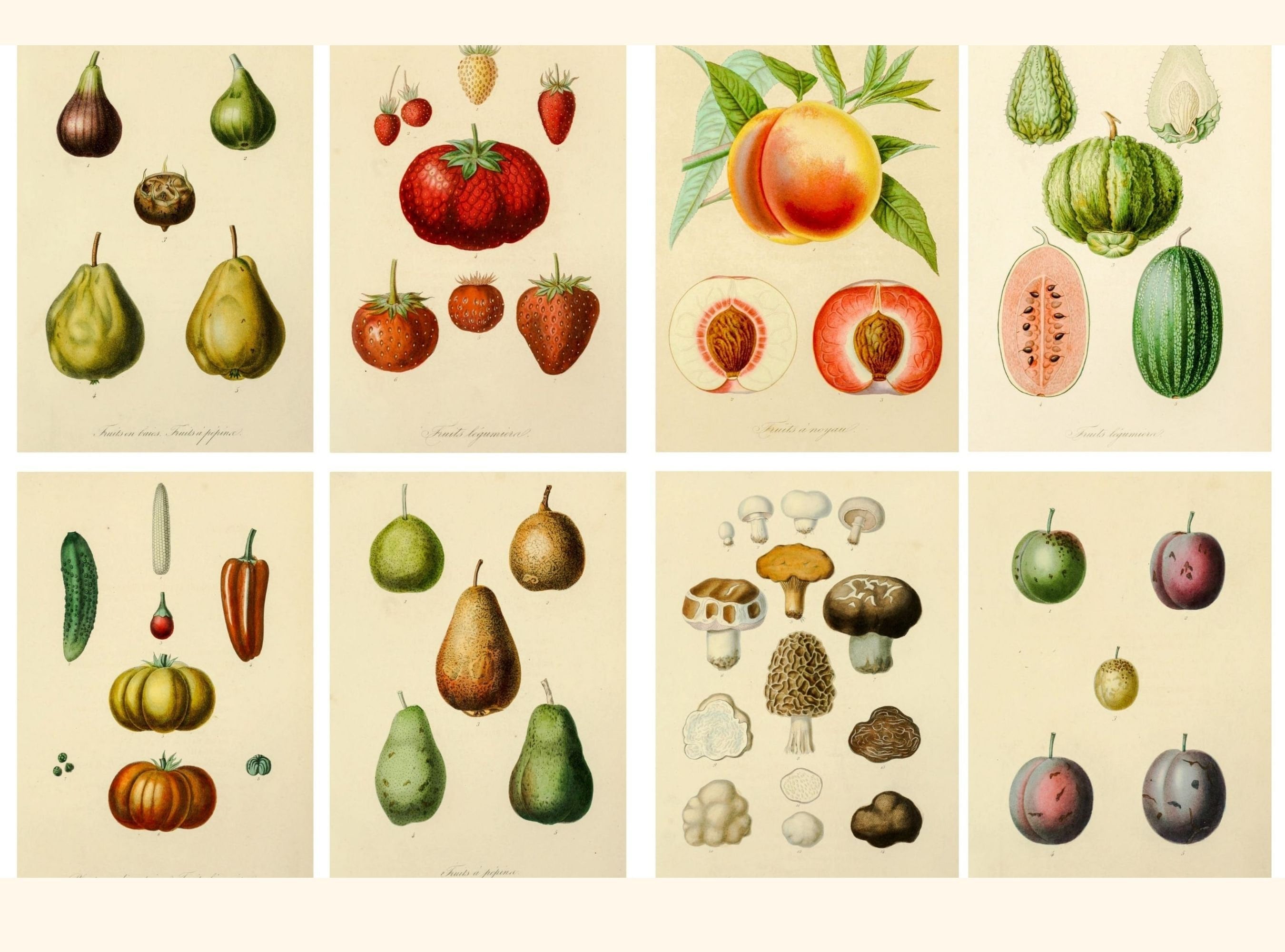 Fruit Notecards Printable | Vintage Gardening Postcards - Etsy