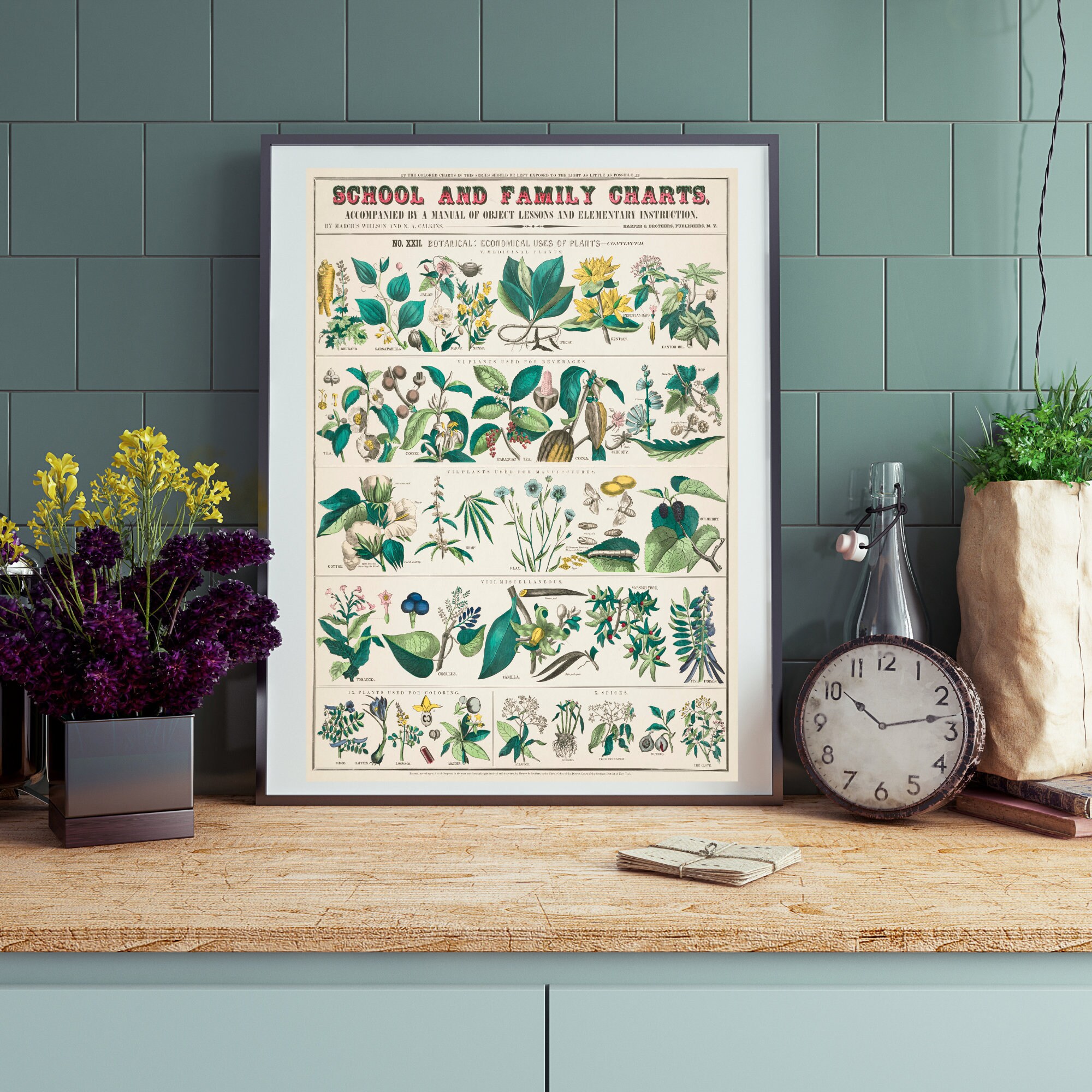 Vintage Botany Poster | Vintage Educational Poster | Plant Anatomy ...