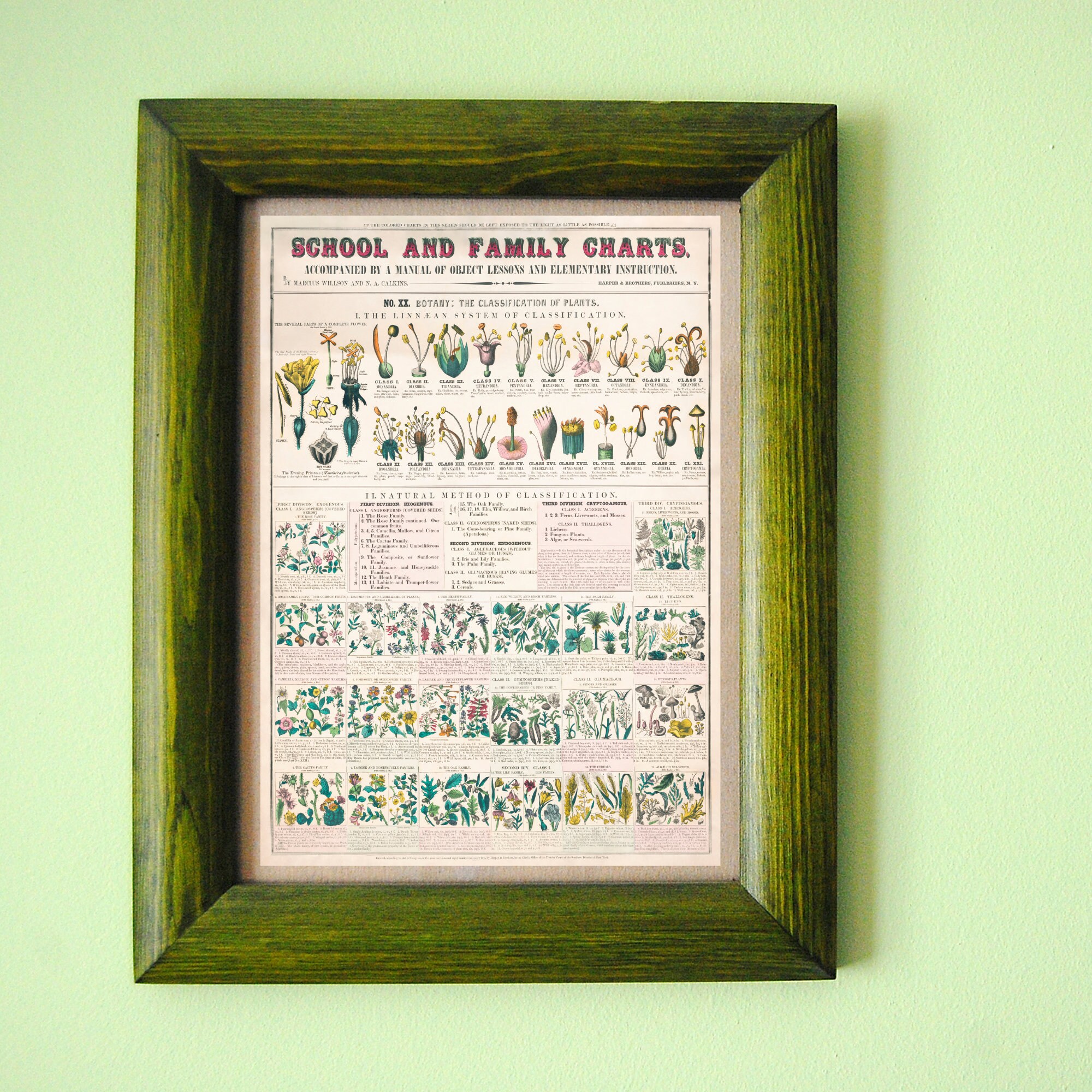 Botany Poster Education Poster Plant Anatomy - Etsy
