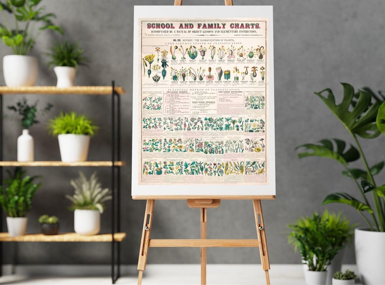 Classification of Plants Chart | Plant Anatomy Botanical Poster ...