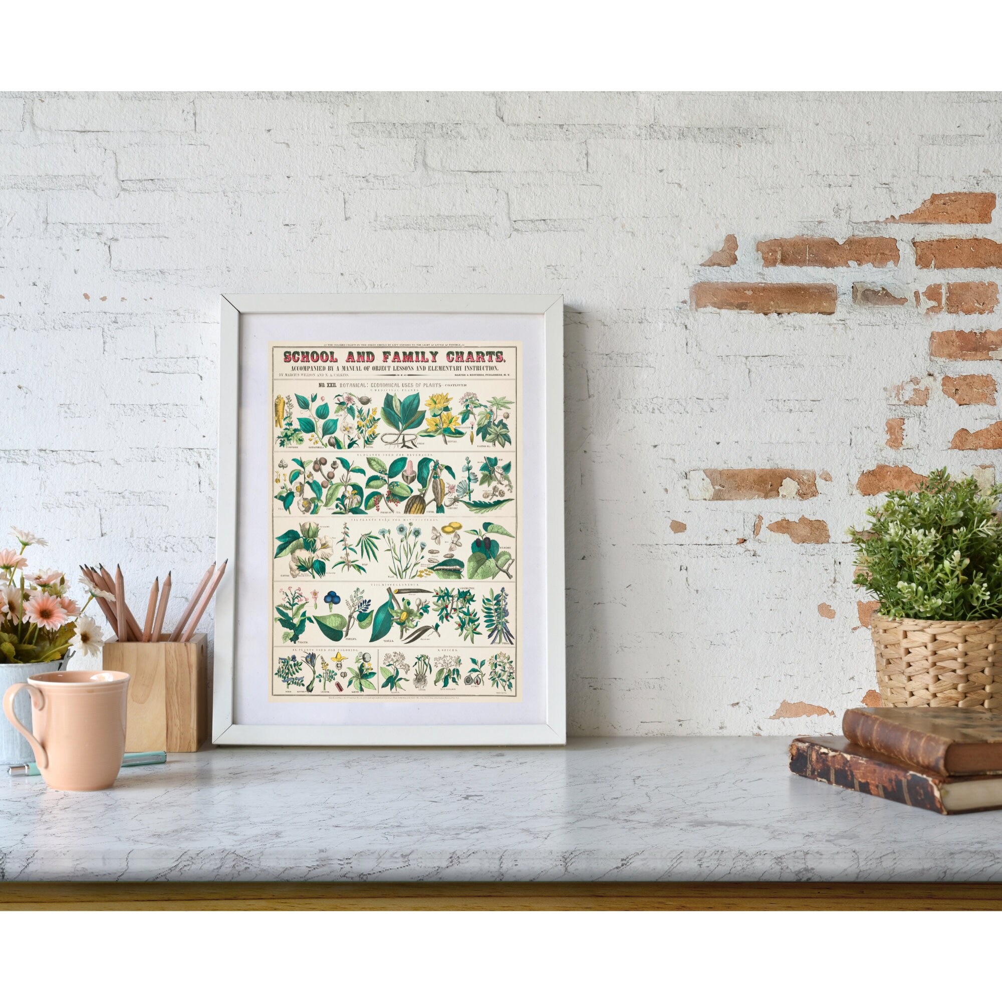 Vintage Botany Poster Vintage Educational Poster Plant - Etsy UK