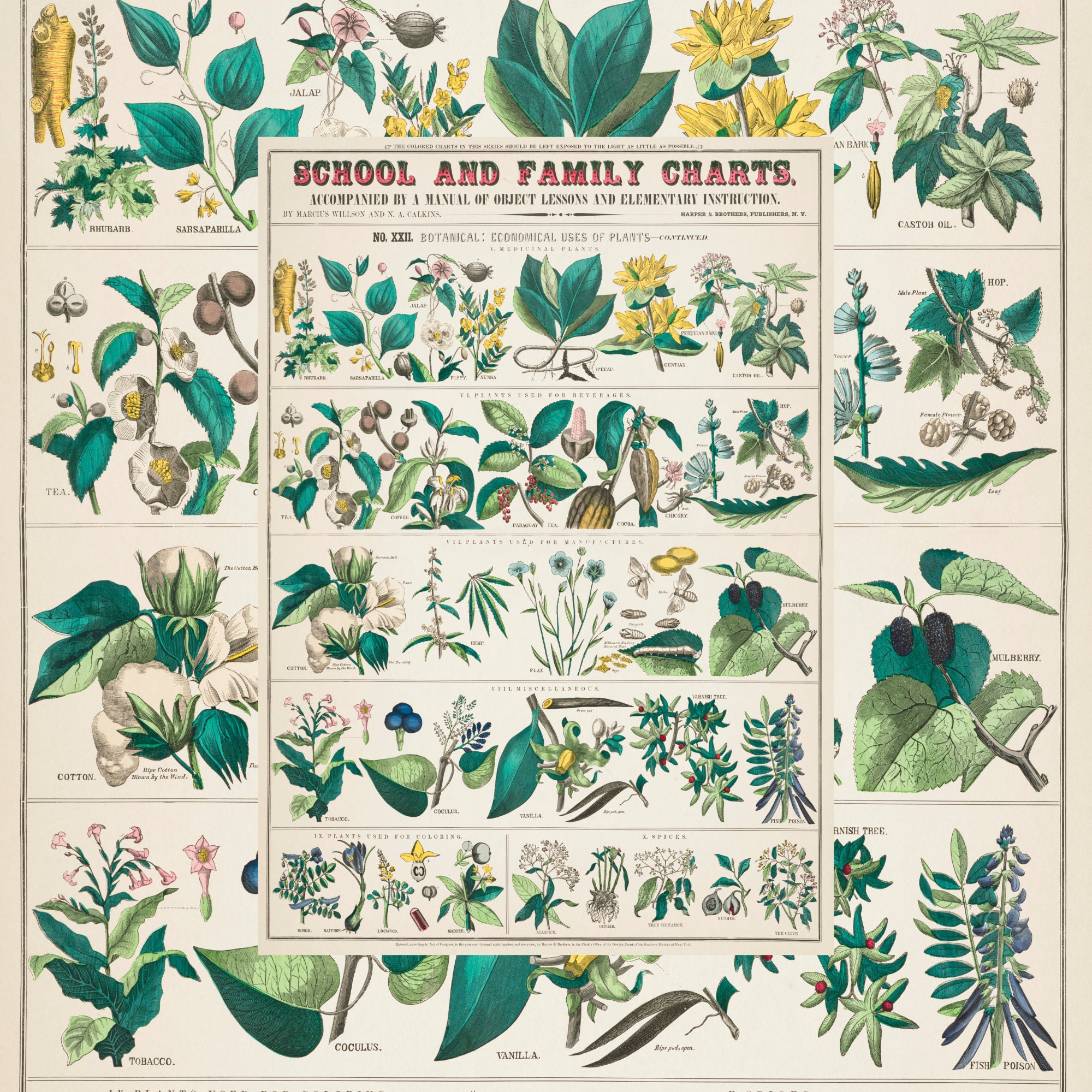 Vintage Botany Poster Vintage Educational Poster Plant - Etsy UK
