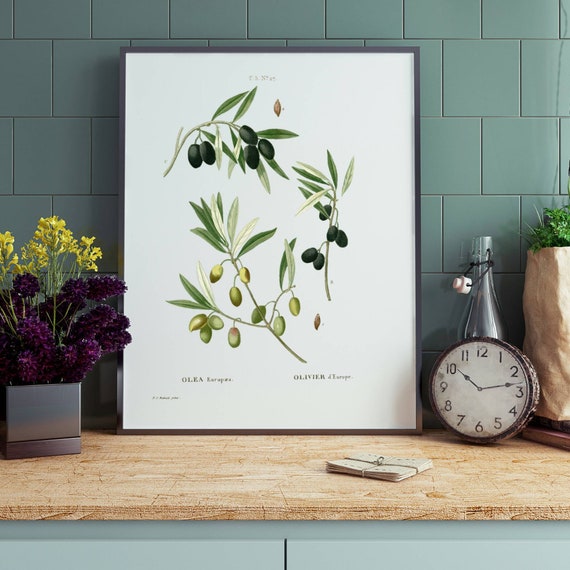 Olive Tree Print Vintage Botanical Printable | Etsy