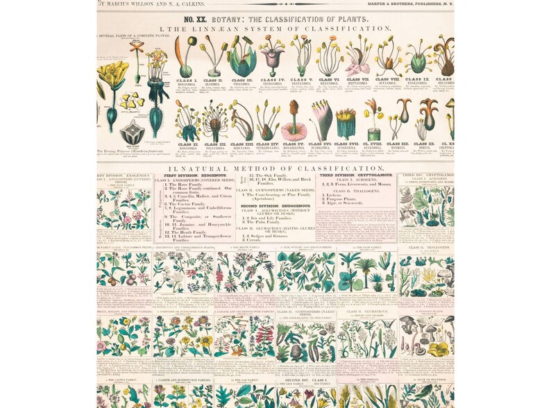 Classification of Plants Chart | Plant Anatomy Botanical Poster ...