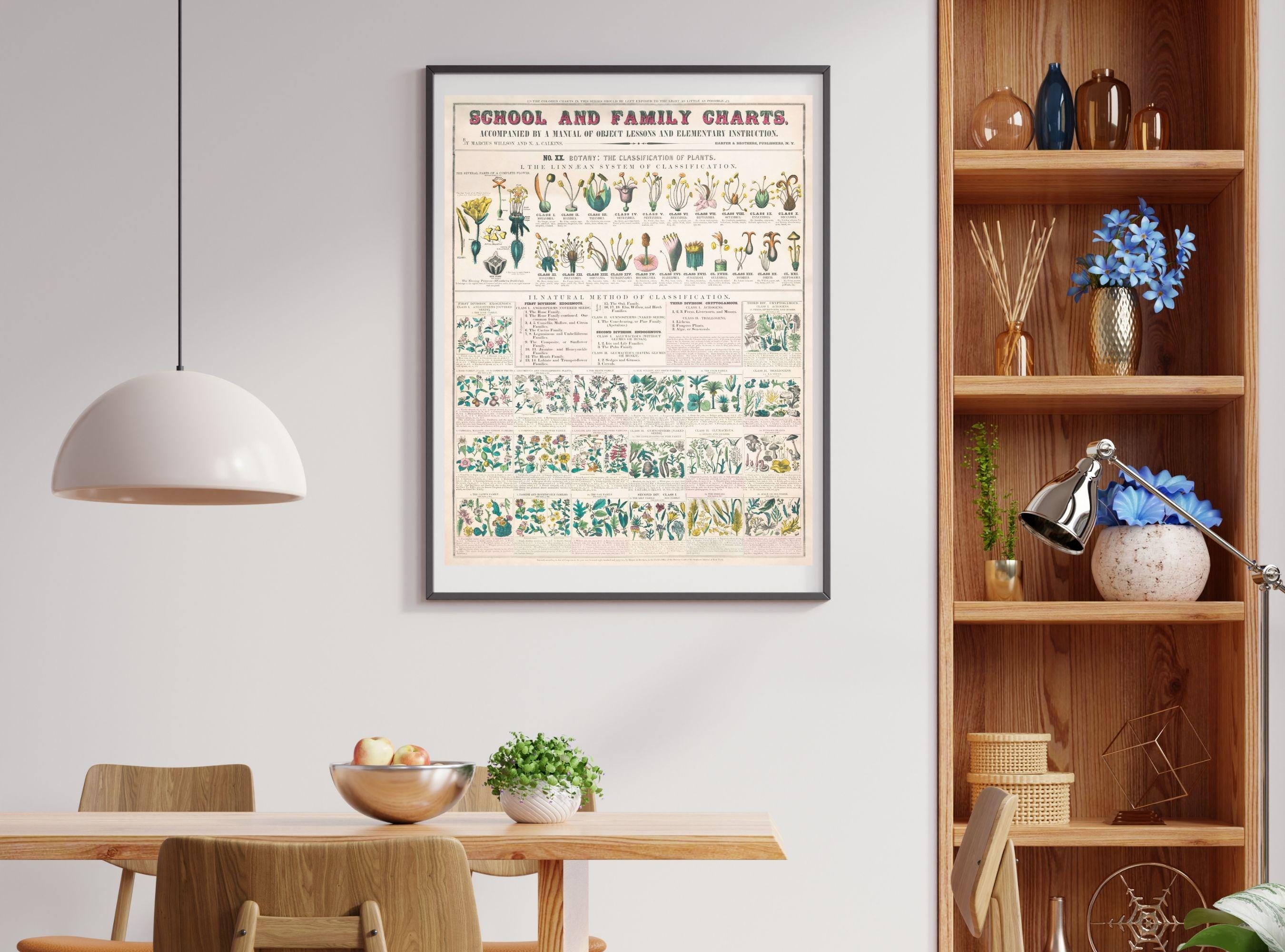 Classification of Plants Chart | Plant Anatomy Botanical Poster ...