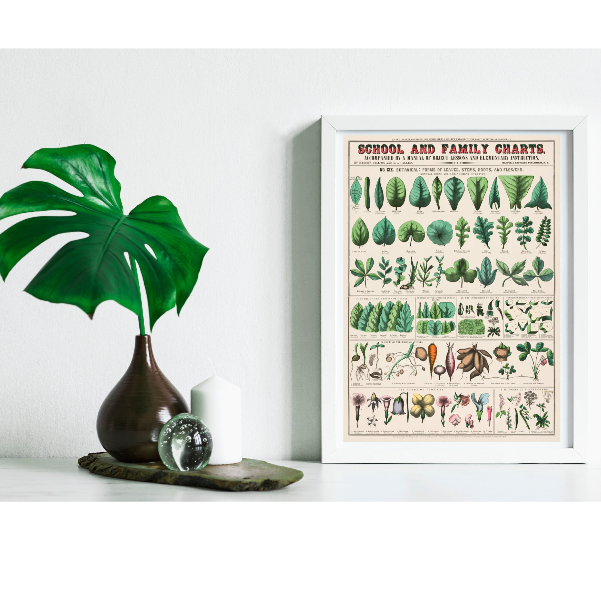 Plant Anatomy Botanical Poster | Educational Poster | Botany Print ...