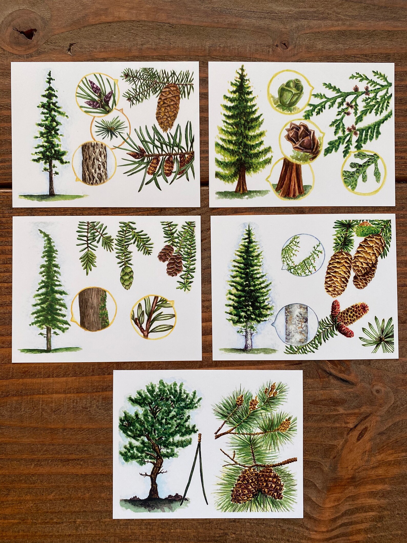 Tree ID Cards/pnw/learn About Trees/native - Etsy
