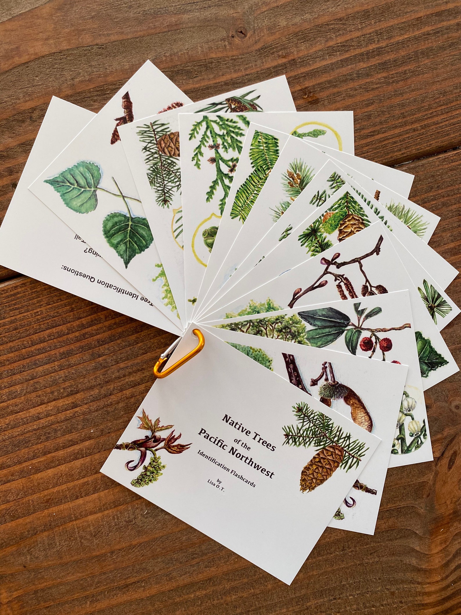 Tree ID Cards/pnw/learn About Trees/native - Etsy
