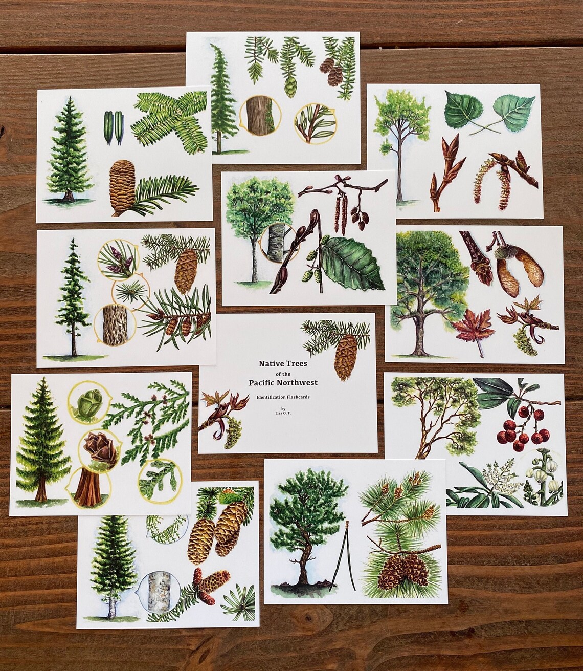 Tree ID Cards/pnw/learn About Trees/native | Etsy