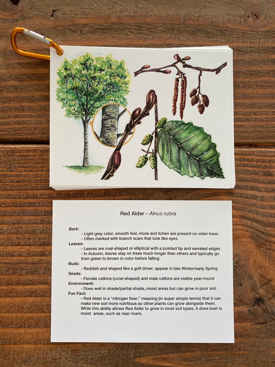 Tree ID Cards/pnw/learn About Trees/native | Etsy