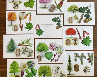 Tree Identification - Etsy