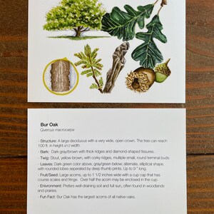 Tree Identification Cards for Beginners: A Simple and Easy Way to Learn ...