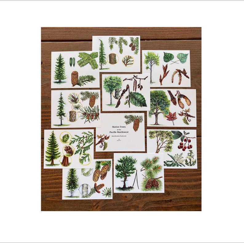 Tree ID Cards/pnw/learn About Trees/native - Etsy