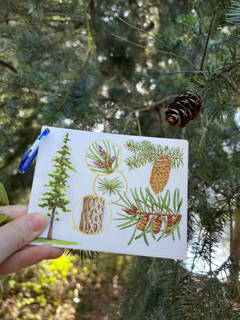 Tree ID Cards/pnw/learn About Trees/native - Etsy UK