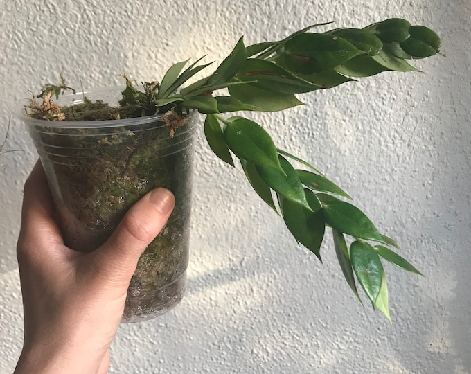 Ceratostema Rauhii 'villosa' - RARE Rooted Tropical Epiphytic Blueberry ...