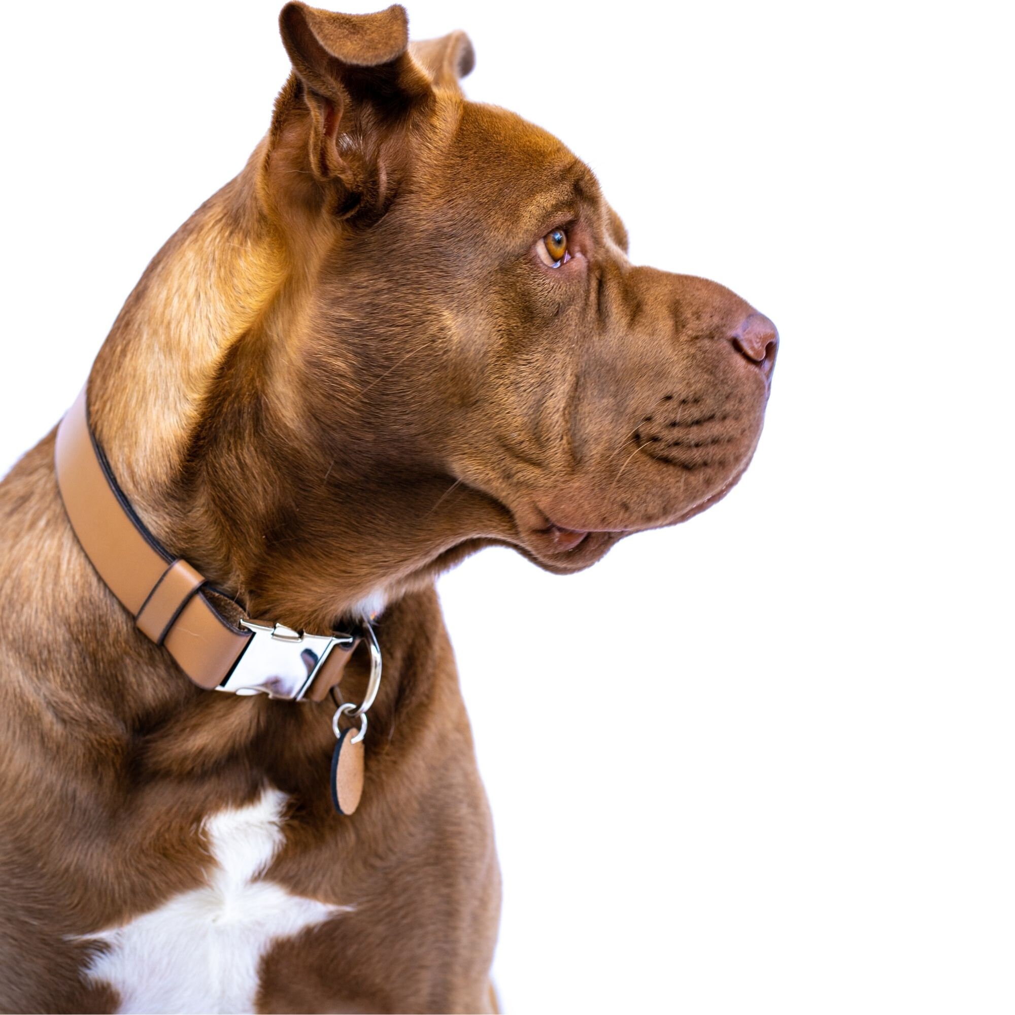 Quick Release Leather Dog Collar Beaded Dog Collar Break - Etsy