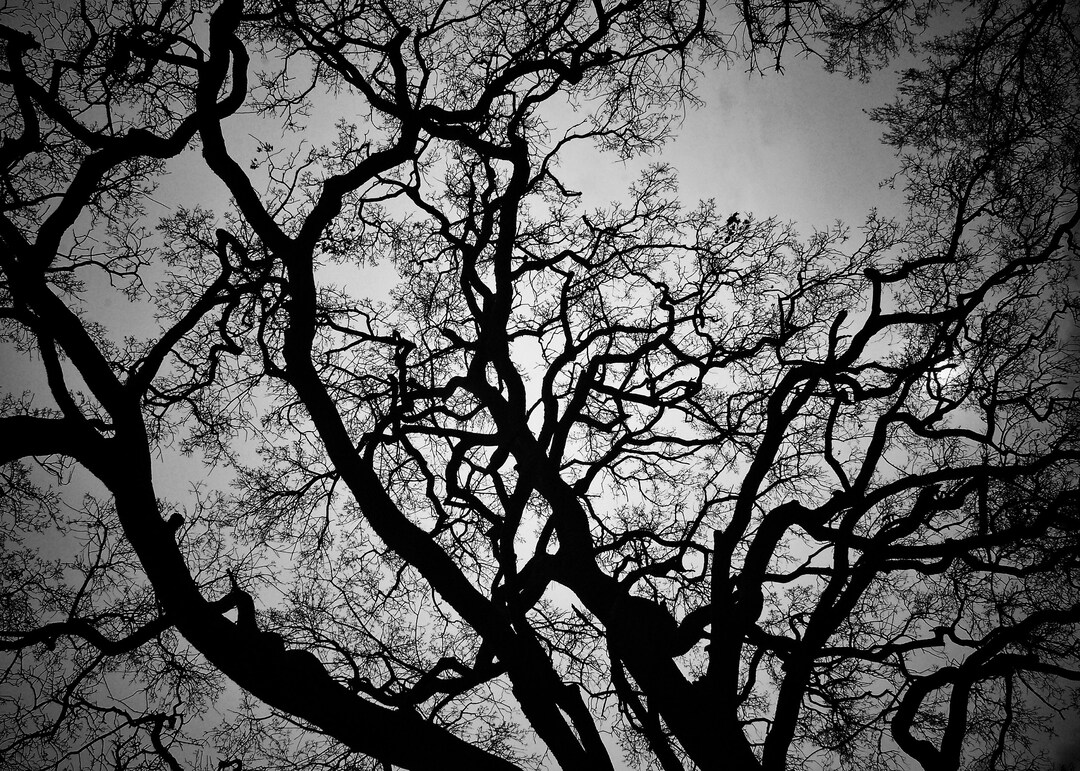 Valley Oak | Black & White | Abstract Tree | Restaurant Décor | Hotel ...