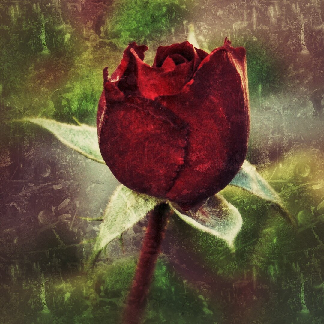 Red Rose Abstract | Flower Bud Flora | Closeup Macro | Nature ...