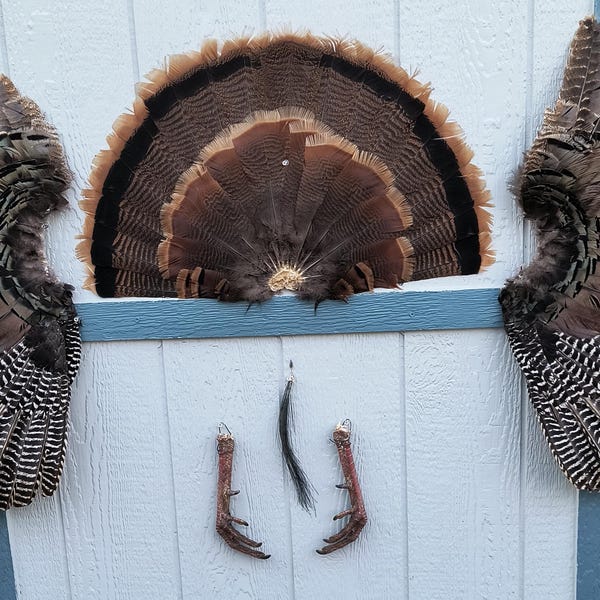 Turkey Fan Mount - Etsy