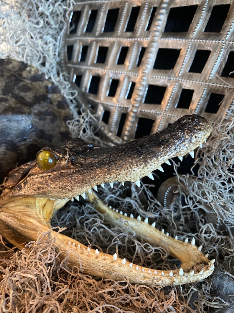 Real Alligator Head Taxidermy + New Orleans Voodoo + Hoodoo + Conjure ...