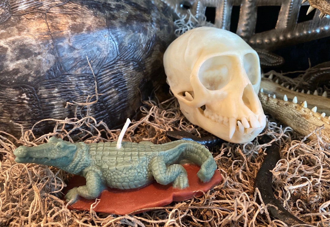 Alligator Candle + New Orleans Voodoo + Hoodoo + Conjure + Crocodile - Etsy