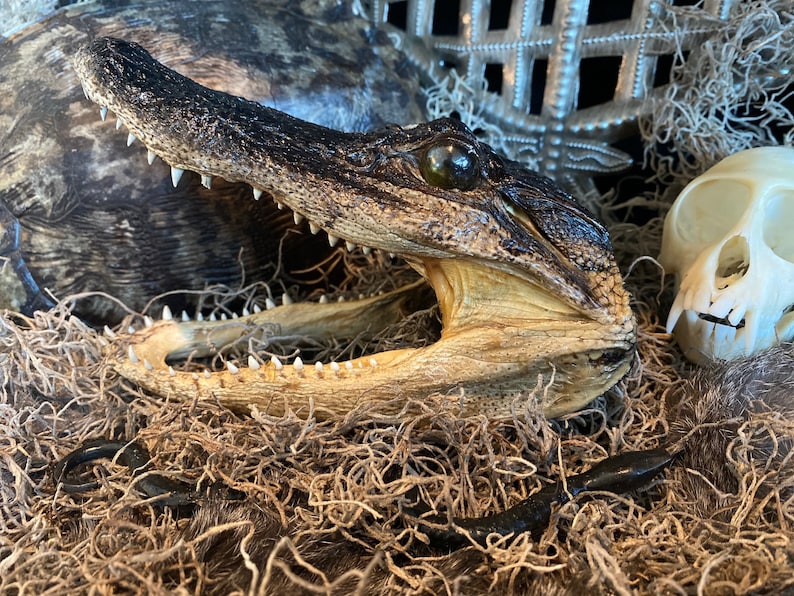 Real Alligator Head Taxidermy + New Orleans Voodoo + Hoodoo + Conjure ...