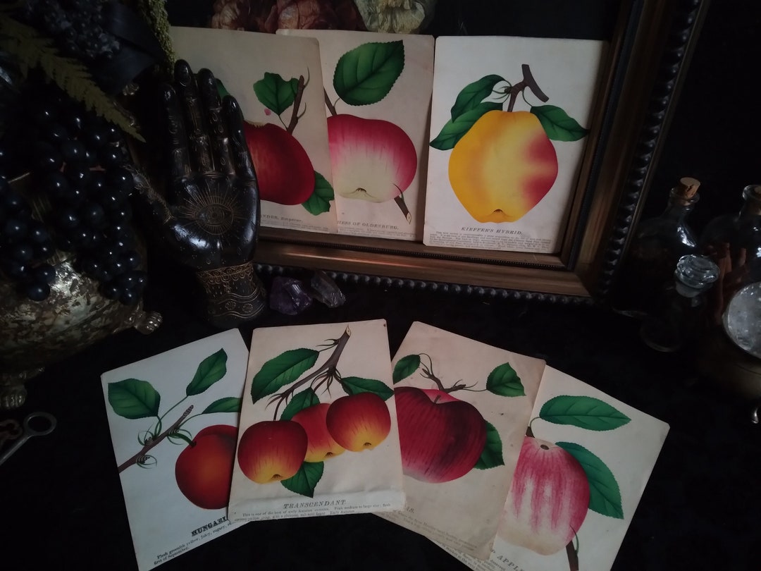 Set of 7 Victorian Era Antique Fruit Prints / Botanical Victorian Art ...