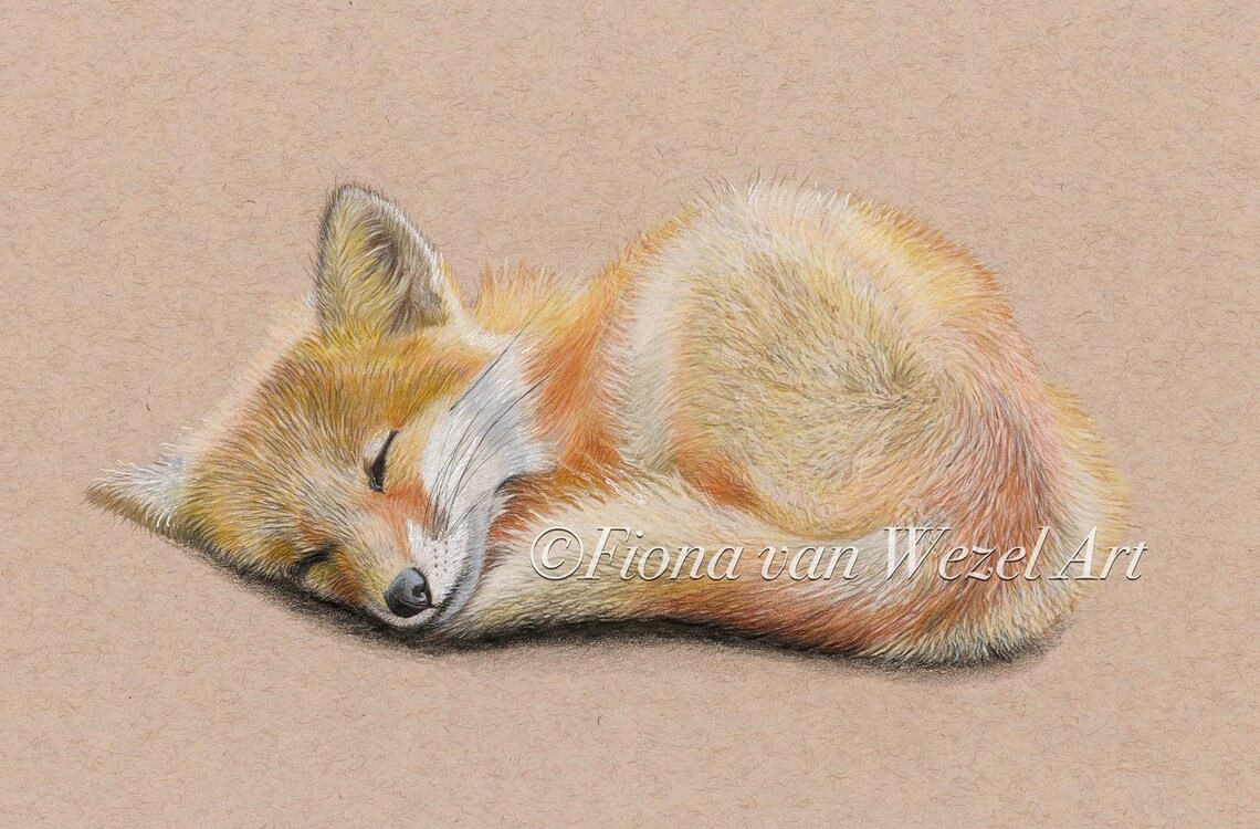 Fox Cub Drawing Fox Fine Art Print Sleeping Fox Print - Etsy