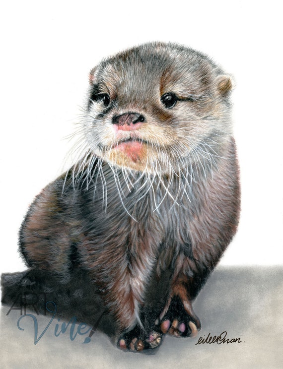 Baby River Otter Drawing
