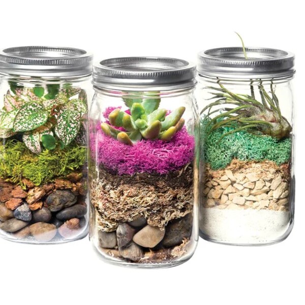 Mason Jar Terrarium - Etsy