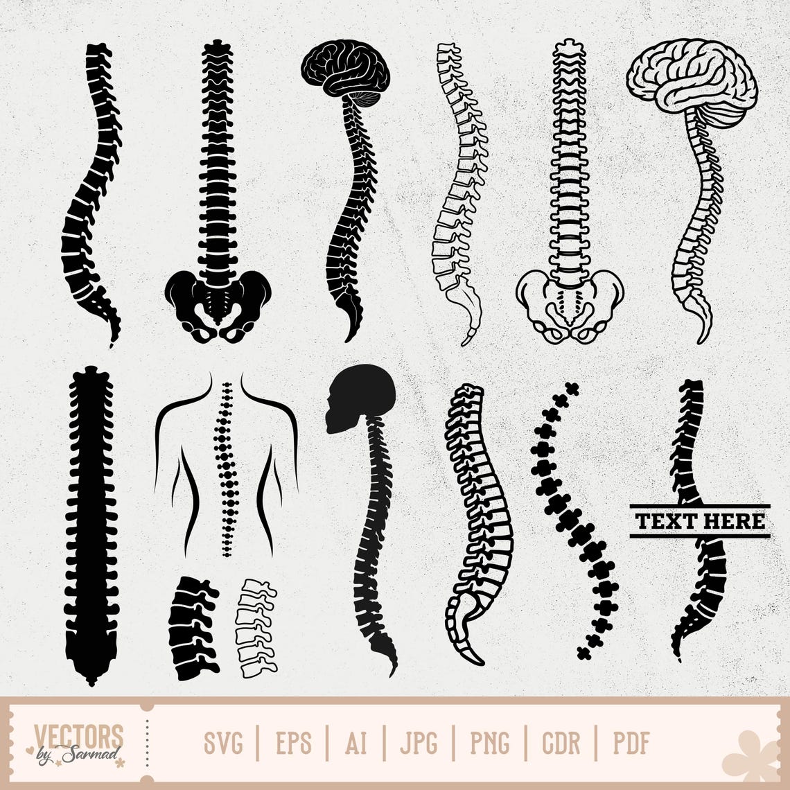 Anatomy Spine SVG, Human Spine Svg, Spine Svg, Skeleton Spine Svg ...