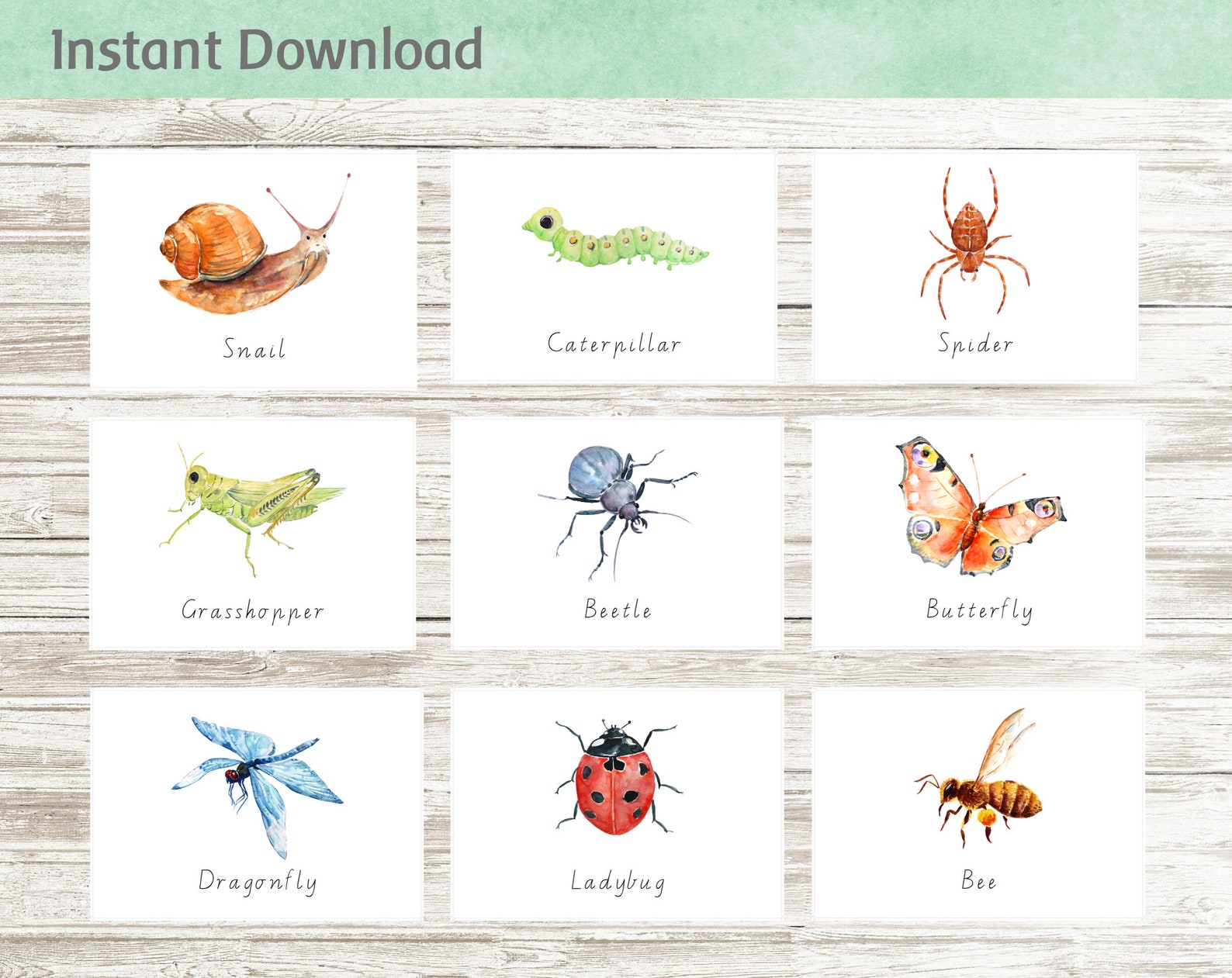 12 Insect Flash Cards Printable Digital Download | Etsy