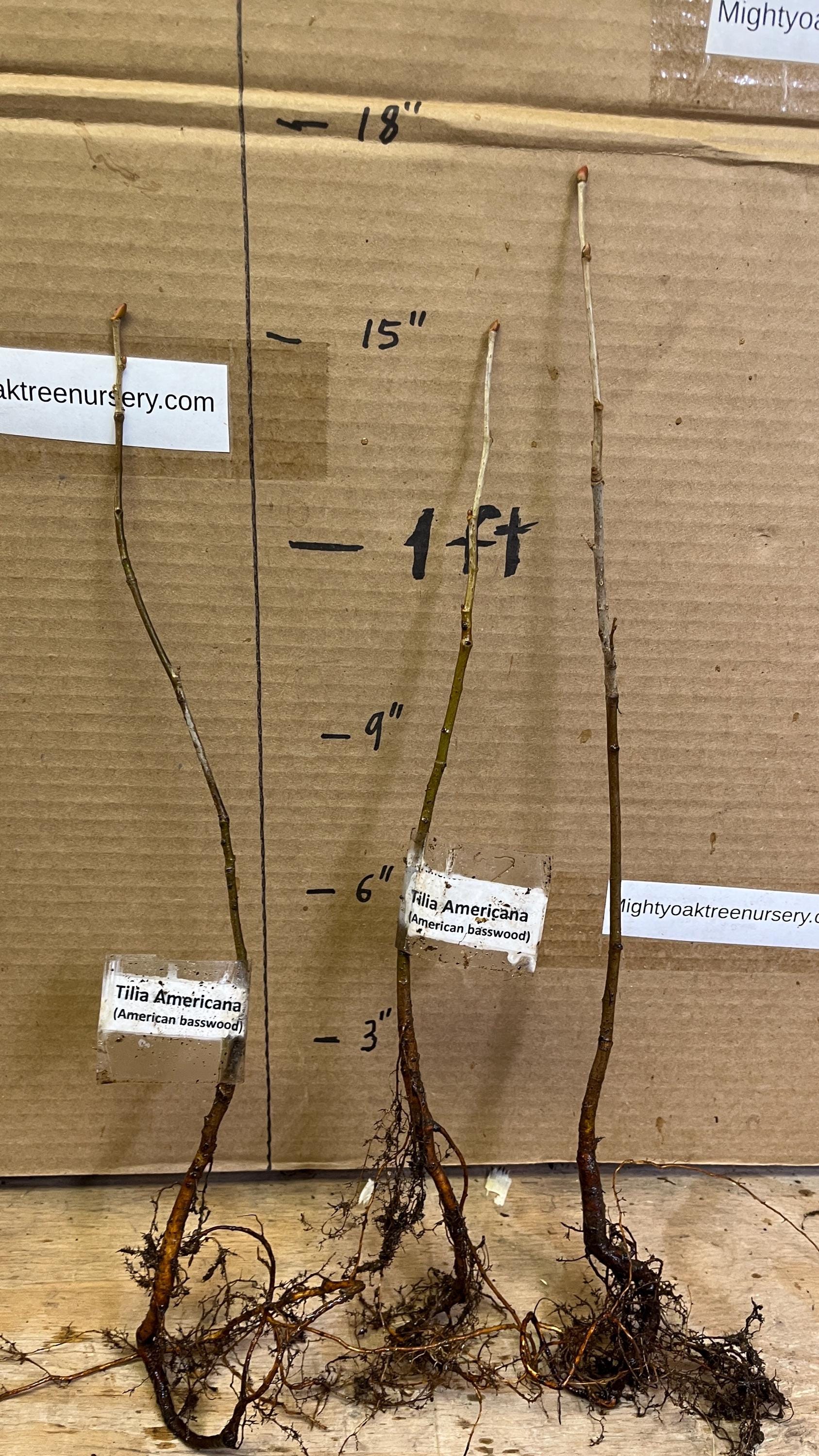 6-12” 1 Year Old Tilia Americana Tree, (american Basswood) Bare Root - Etsy