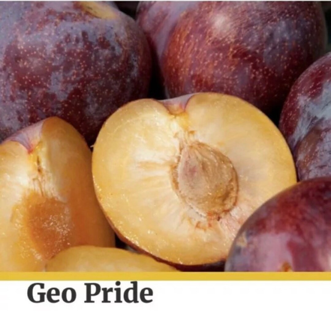 Geopride Plumcot, 3 Scion Cuttings for Grafting - Etsy