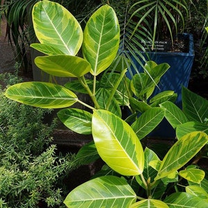 Ficus Altissima Variegata Asian Council Tree 4.5 Inch Pot Size - Etsy