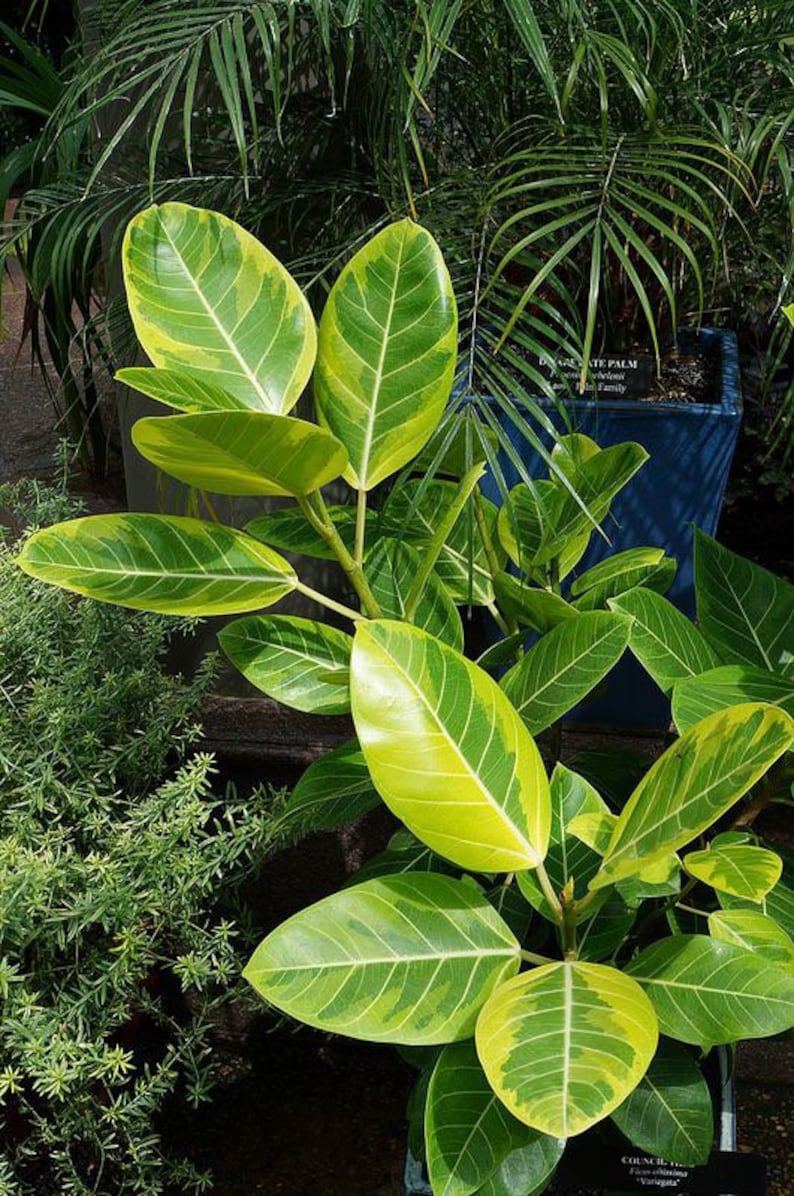 Ficus Altissima Variegata Asian Council Tree 4.5 Inch Pot Size - Etsy