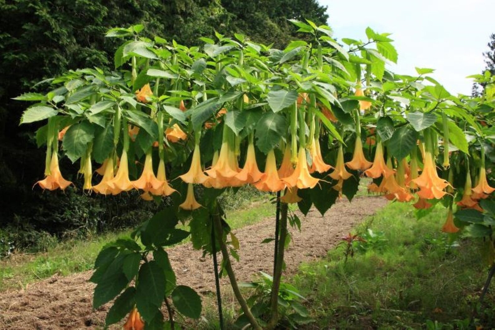 Yellow Angel Brugmansia Angel Trumpet Live Plant15-20 Inches Tall - Etsy