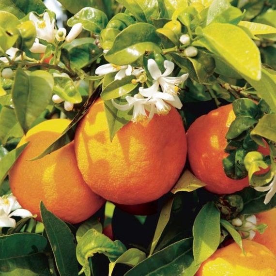 Semi Dwarf Orange Tree