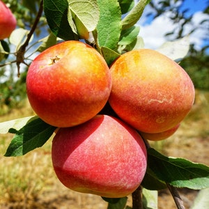 Red Fuji Apple Tree 4-5’ Grafted, Over Sized, Bare Root, Not for CA - Etsy