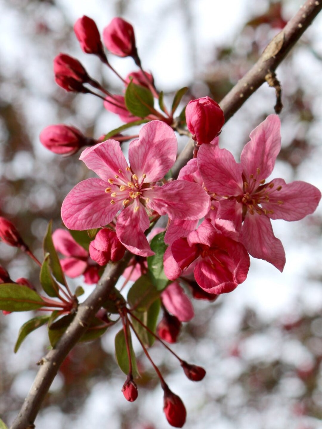 Robinson Crabapple #5 Pot Size 3-4 Ft. Tall, No Ship to Ak, Az, Ca, Hi ...