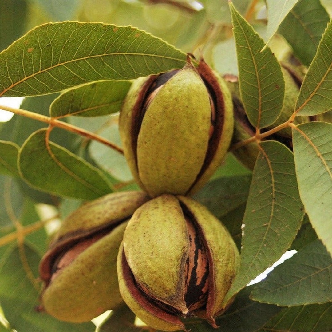 Cape Fear Pecan Tree 4-5 Ft, Bare Root, Not for CA, January-april - Etsy