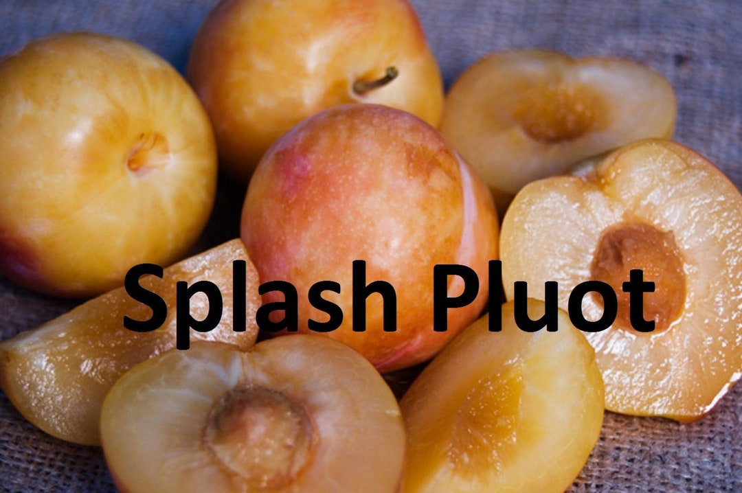 3 Cuttings of Splash Pluot Interspecific Plum Dormant, No Roots - Etsy