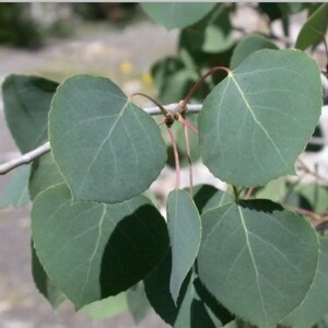 Quaking Aspen (populus Tremuloides), 1 Year Old Plant, 14-22 Inches ...