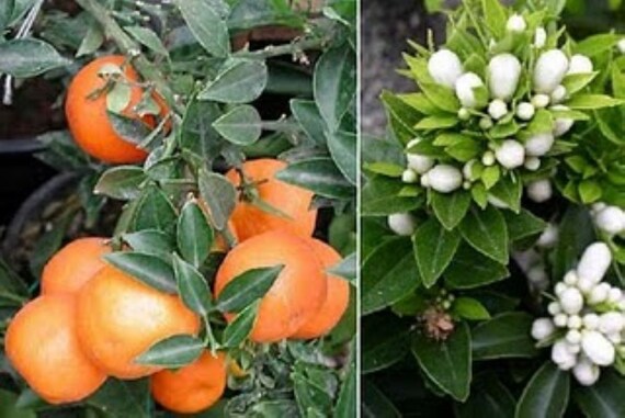 Chinotto Plant