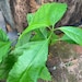 Hass Avocado Seedling 1 Year Old Plant, Shipped in Pot With Soil. - Etsy