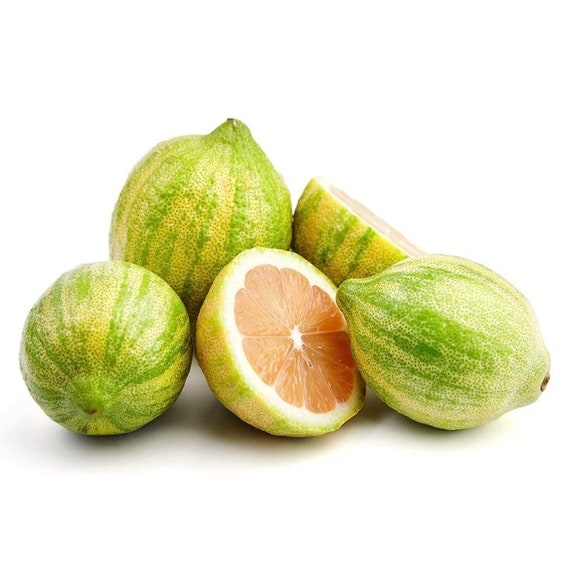 One Variegated Pink Lemon Tree 1-2 Feet Tall Grafted Can - Etsy