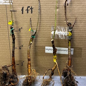 6-10” Tall Golden Sentinel Columnar Apple Tree Grafted, Roots Wrapped ...