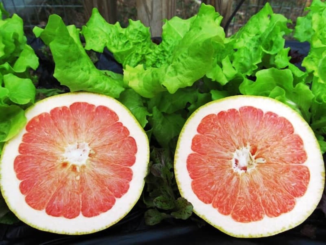 Florida Only! Ruby Red Grapefruit Tree, 5 Gallon 3-5 Feet Tall, Grafted ...