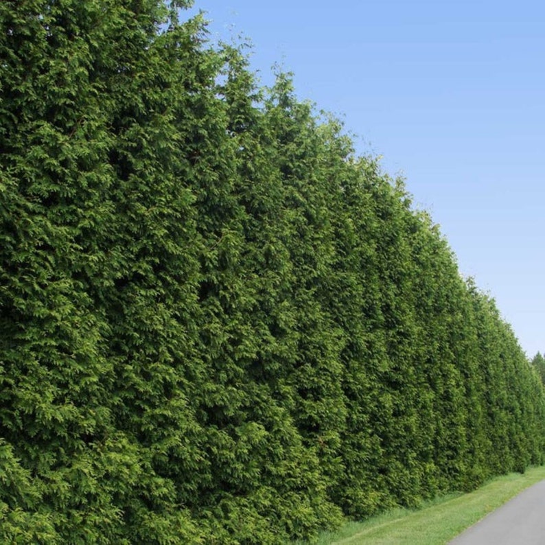 5-6 Ft Tall Potted Thuja Green Giant Tree, Thuja Plicata X Standishii ...